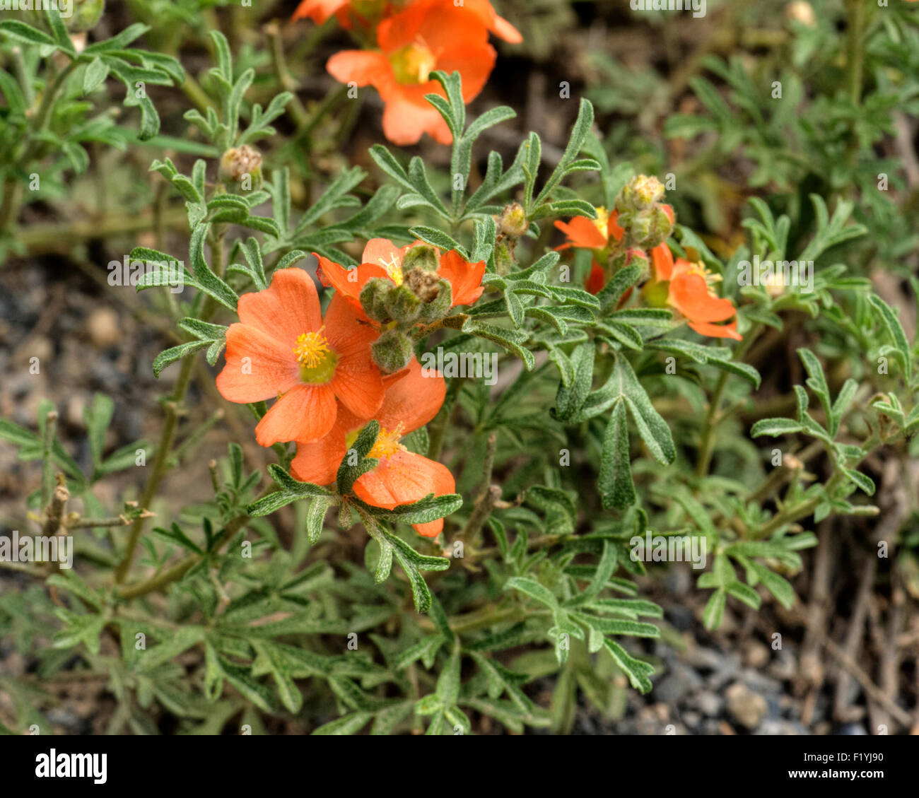Sphaeralcea coccinea has many common names, among them Scarlet Globe ...