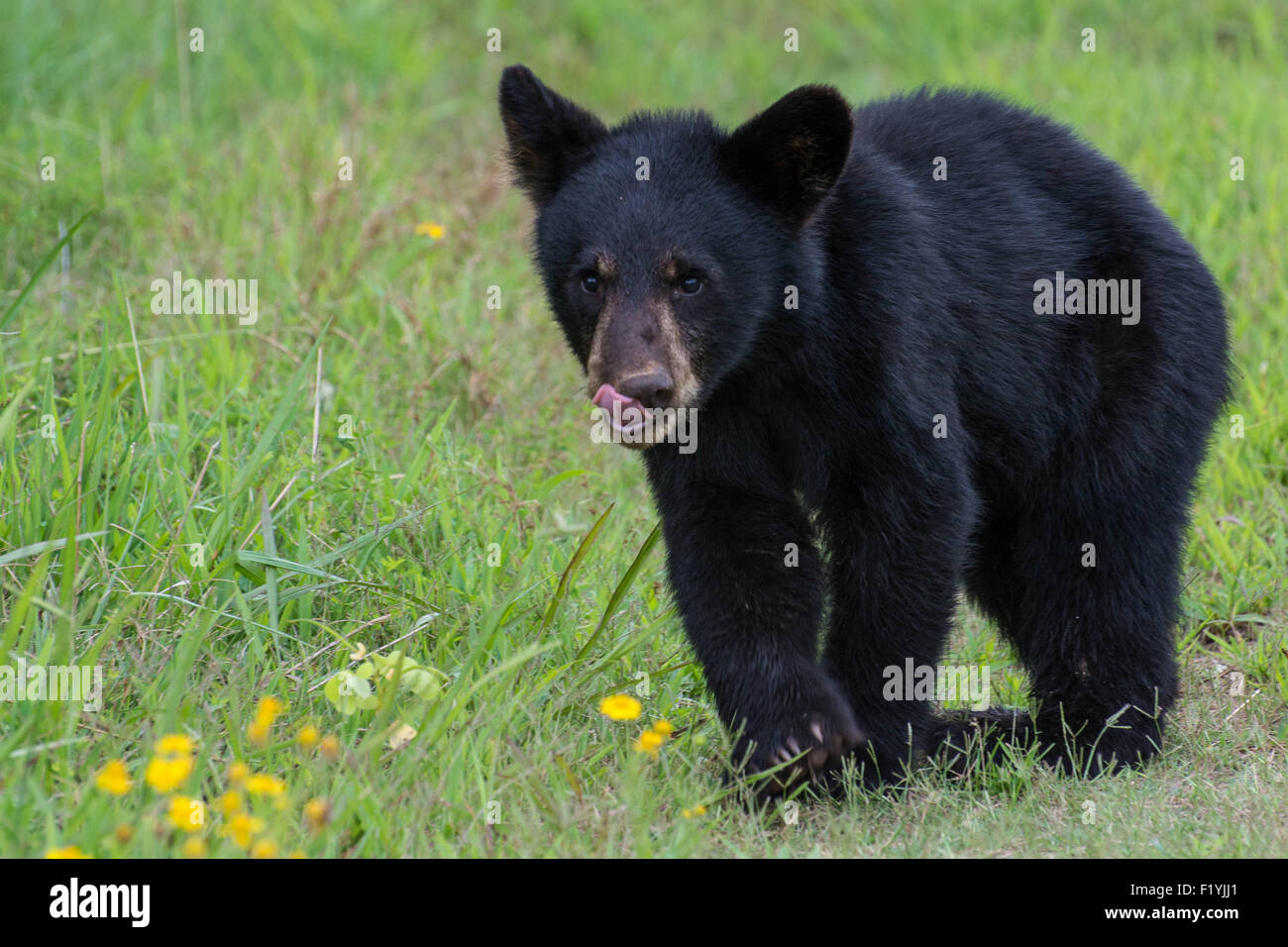 Black bear mother cub forest hi-res stock photography and images - Alamy
