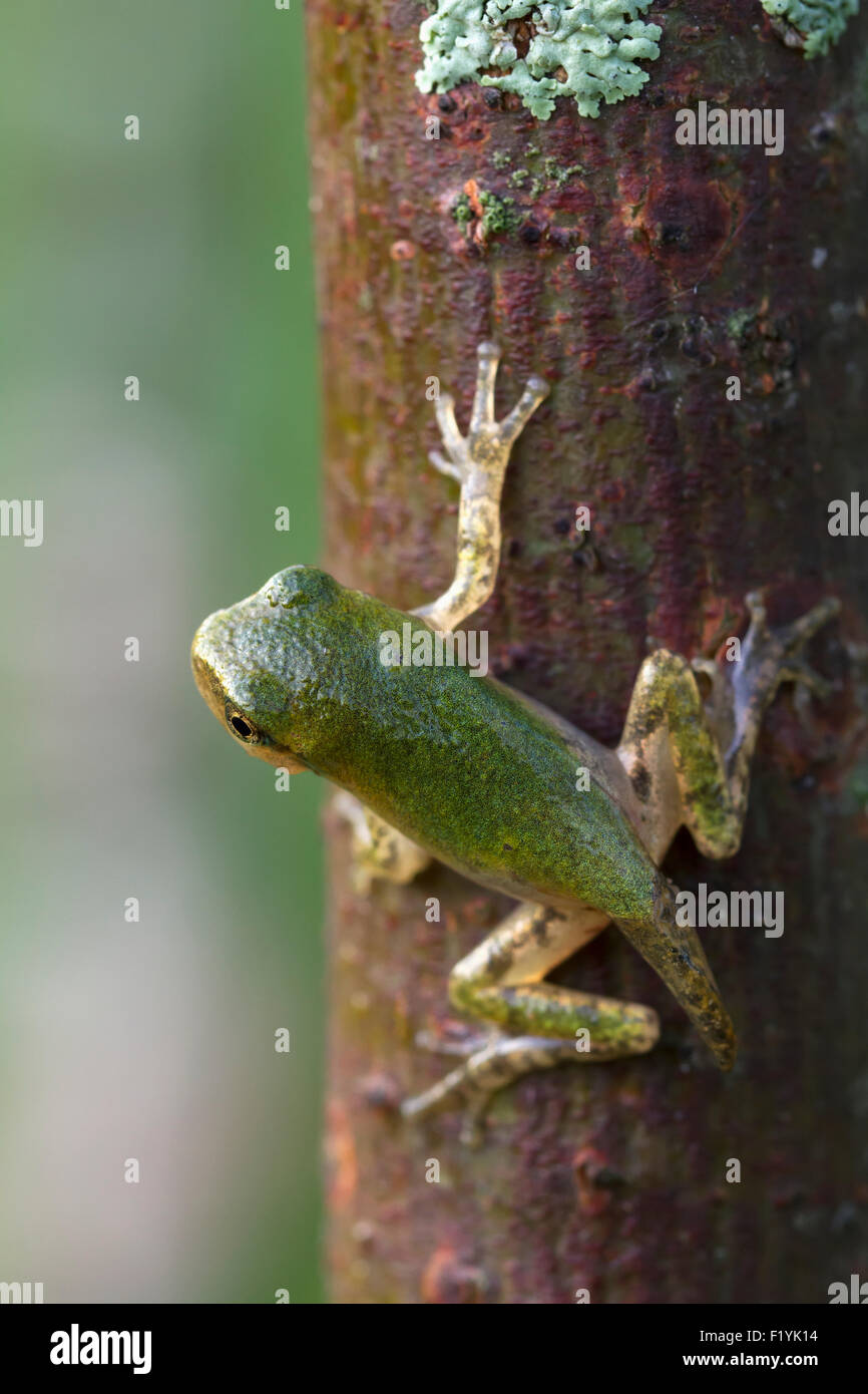 Canada,Quebec,Wildlife,Gray Tree Frog Stock Photo - Alamy