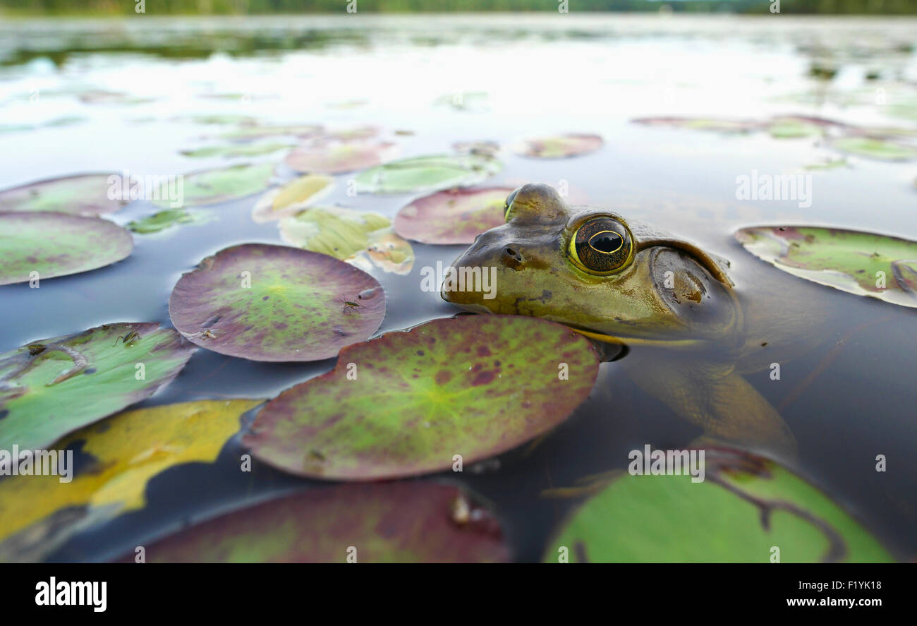 Bullfrog canada hi-res stock photography and images - Alamy