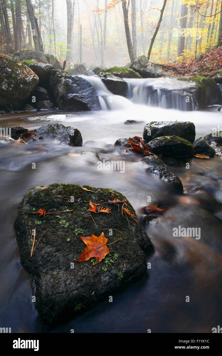 Canada maple forest hi-res stock photography and images - Alamy