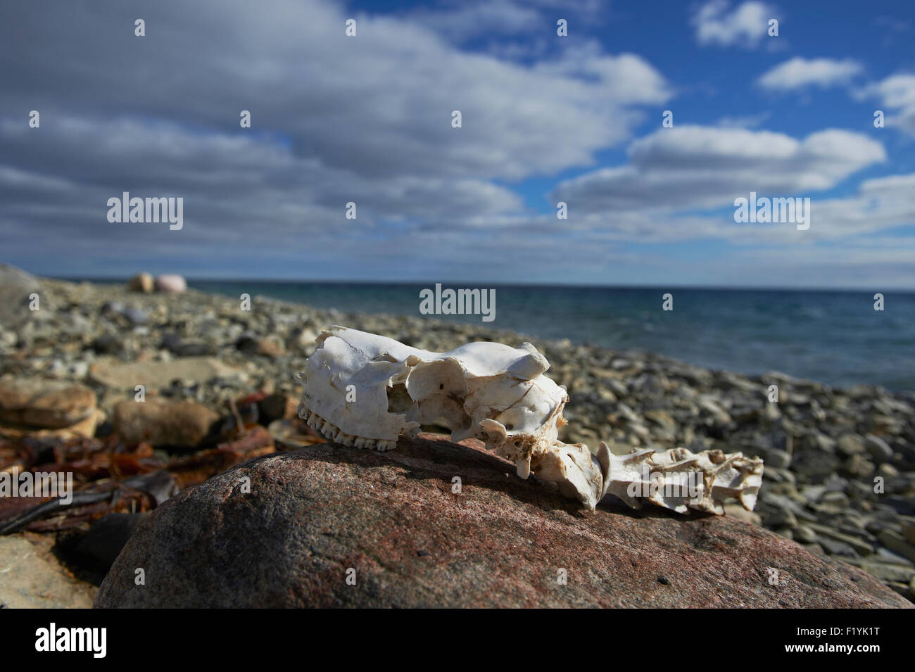Skull canada hi-res stock photography and images - Alamy