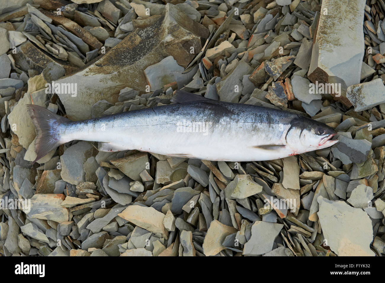 Arctic char canada hi-res stock photography and images - Alamy