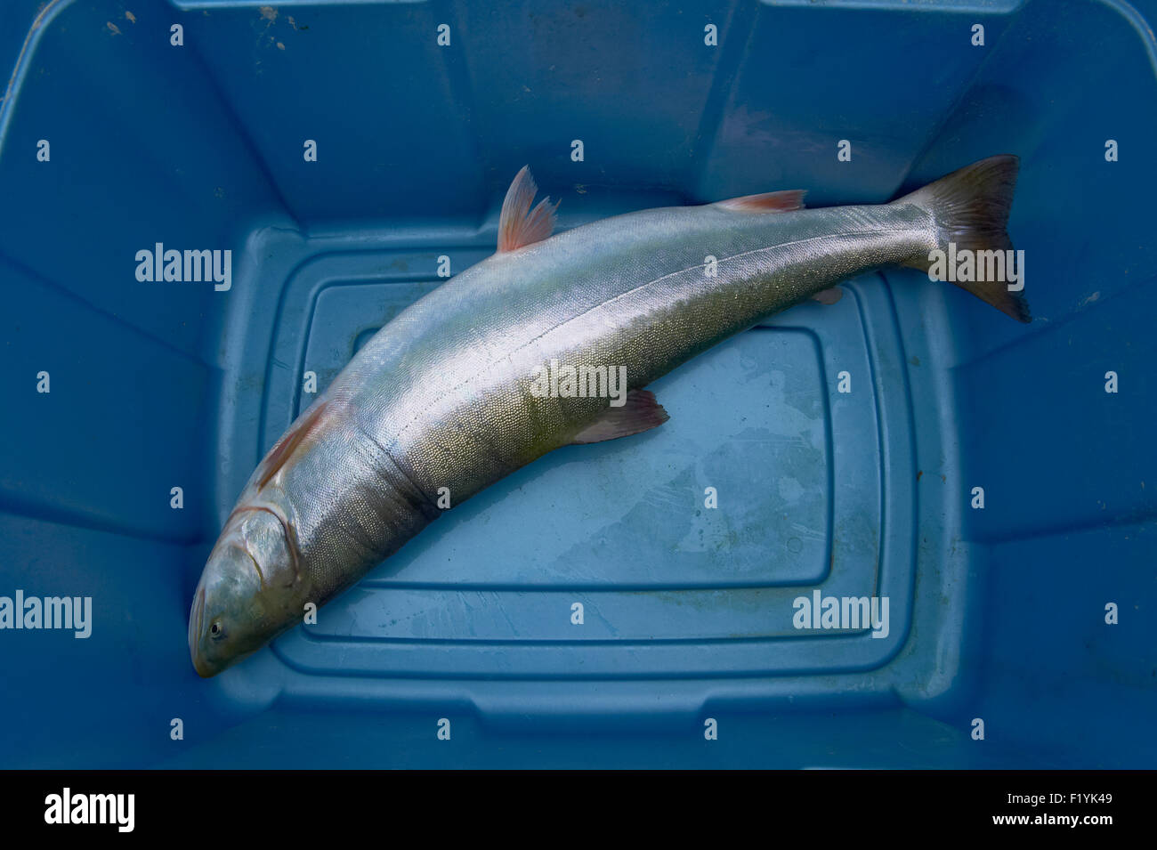 Arctic char hi-res stock photography and images - Alamy