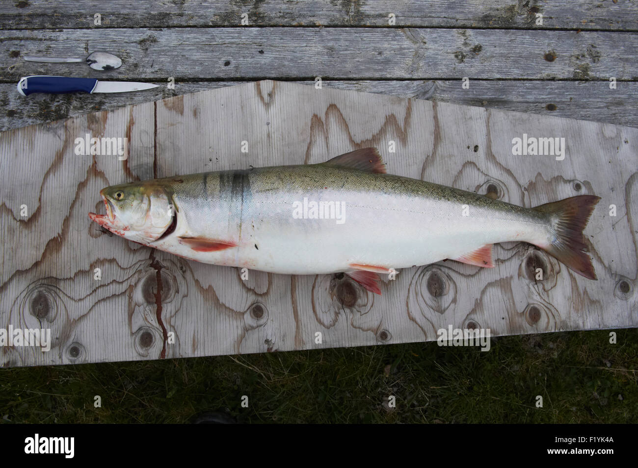 Arctic char fishing hi-res stock photography and images - Alamy