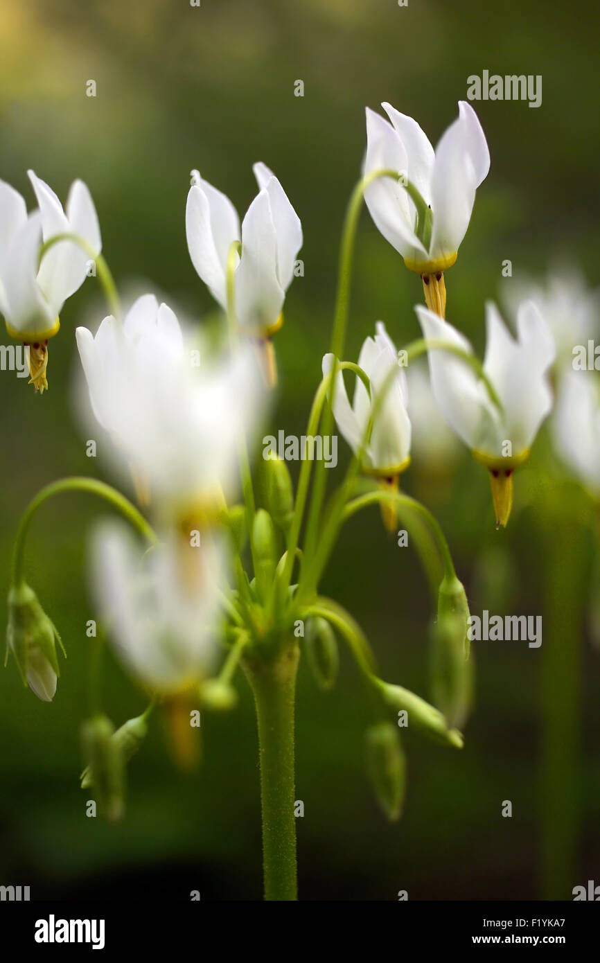 White Dicentra / Bleeding heart Stock Photo - Alamy