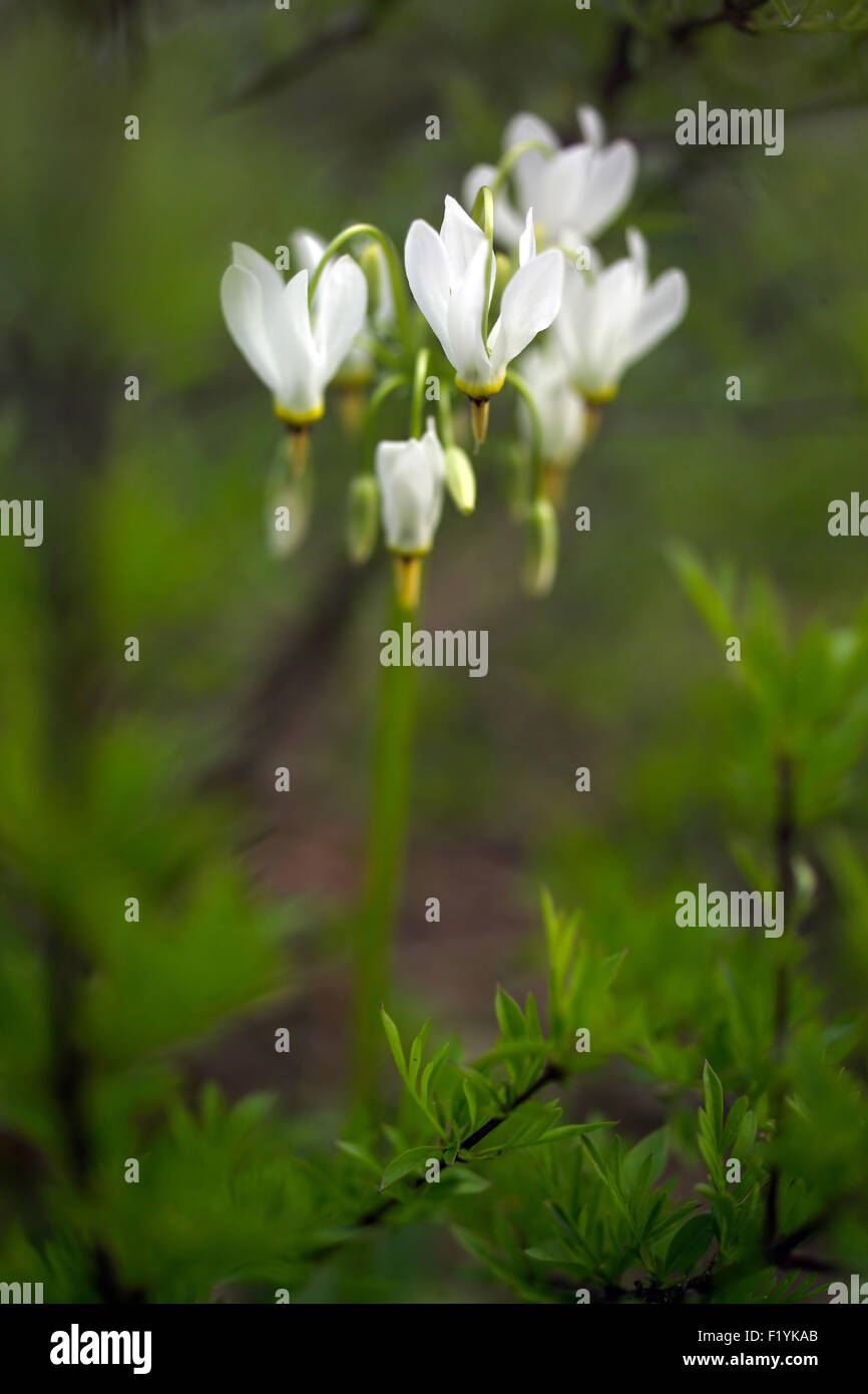 White Dicentra / Bleeding heart Stock Photo - Alamy