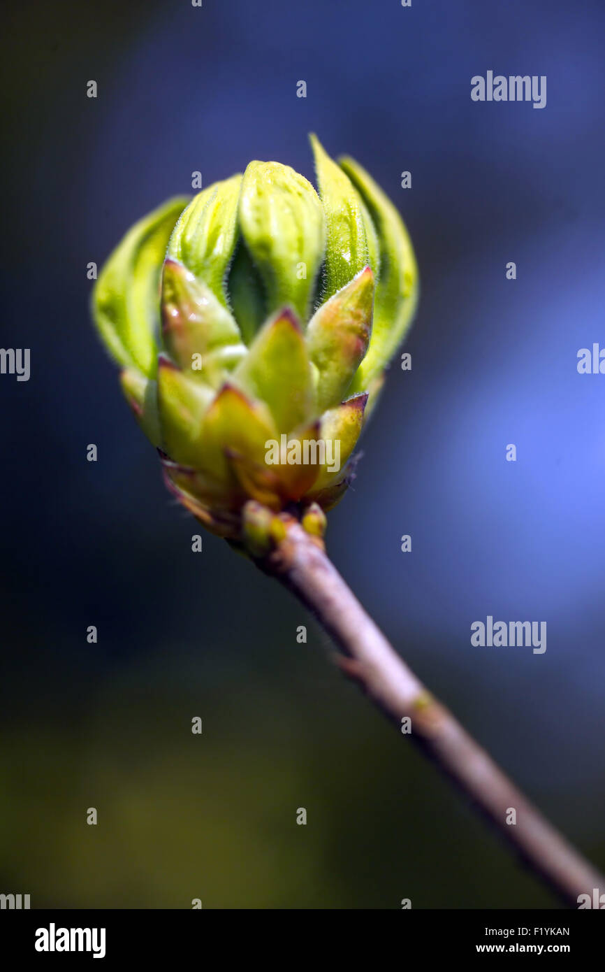 Spring leaf bud unfurling Stock Photo - Alamy