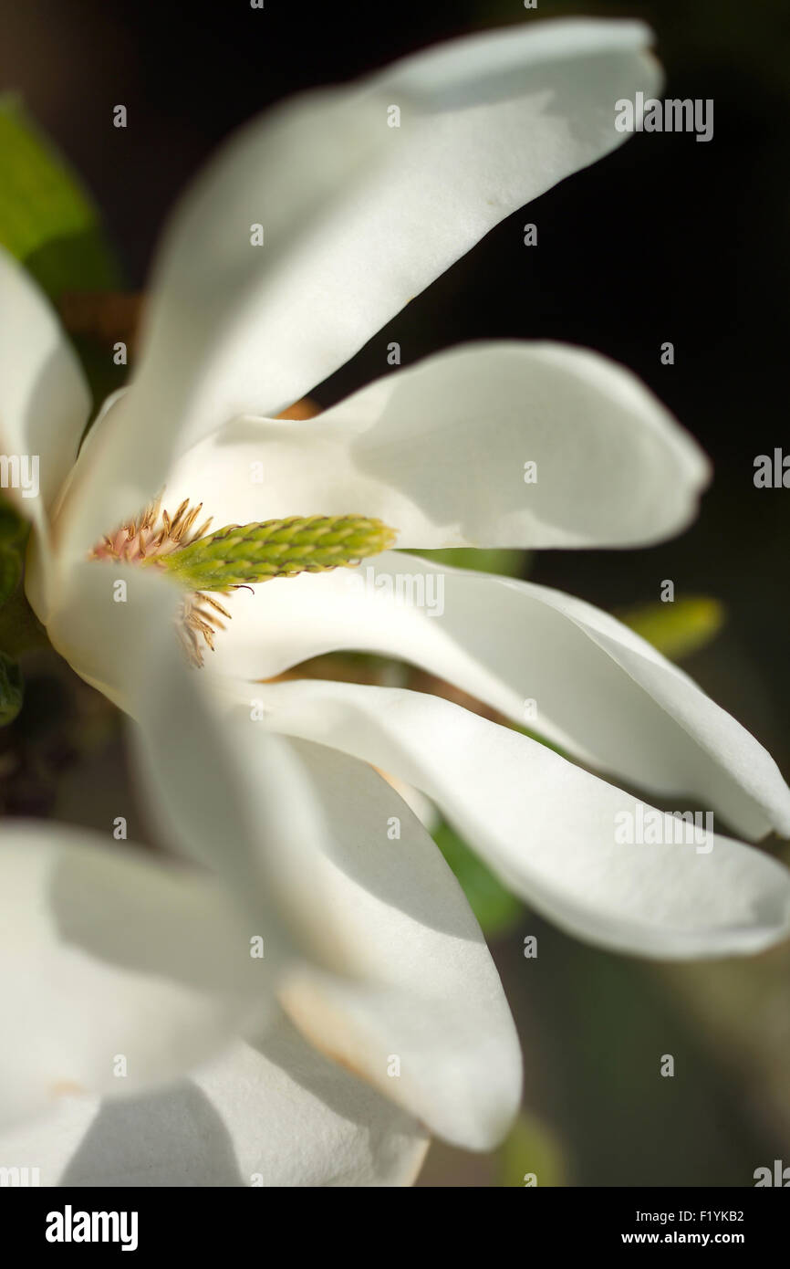 Magnolia structure hi-res stock photography and images - Alamy