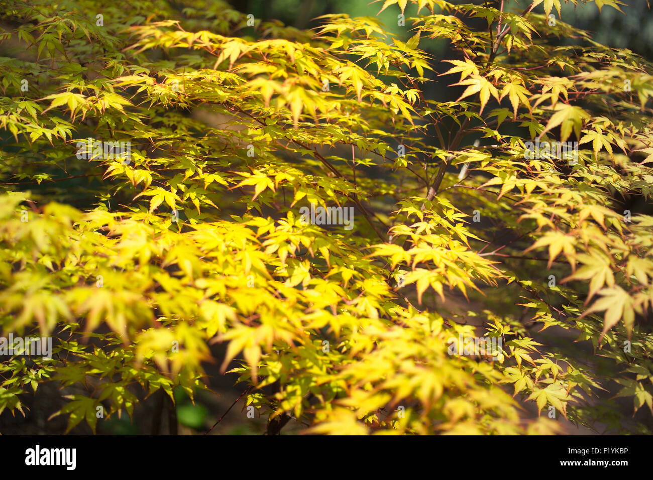 Yellow acer / Autumnal tree Stock Photo - Alamy