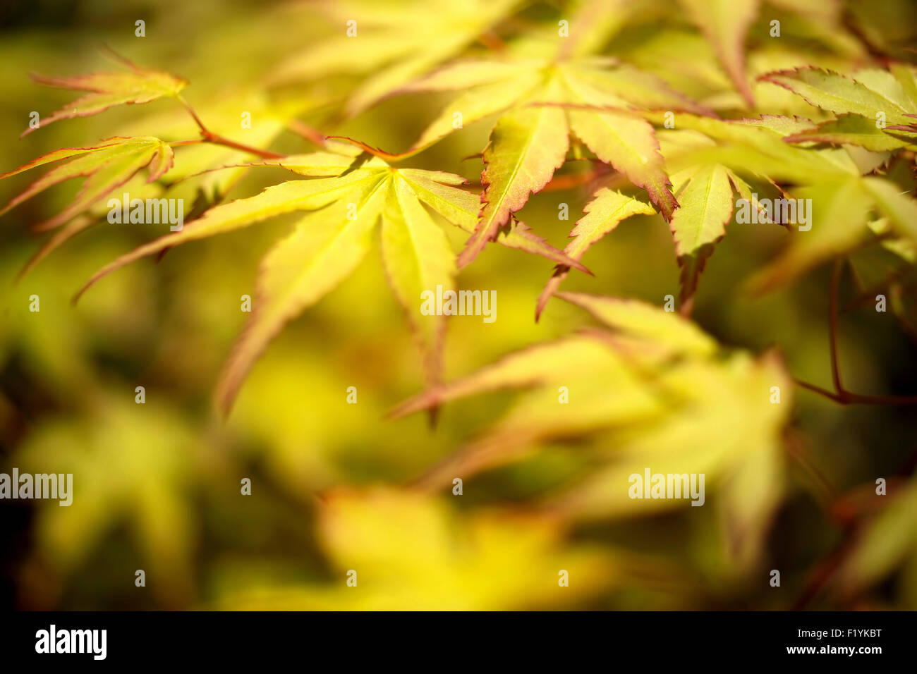 Yellow acer / Autumnal tree Stock Photo - Alamy
