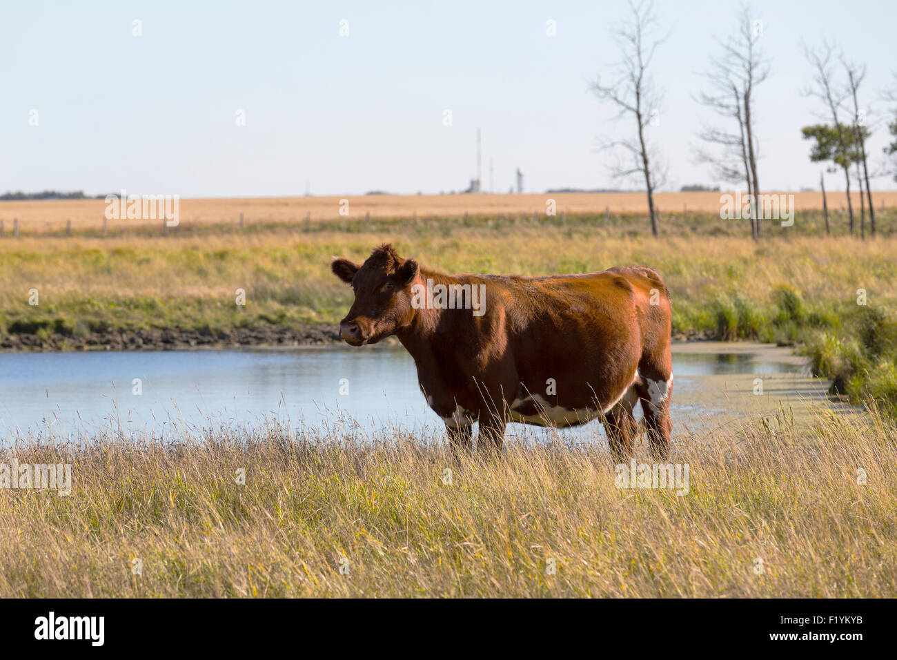 Dairy shorthorn cow hi-res stock photography and images - Alamy