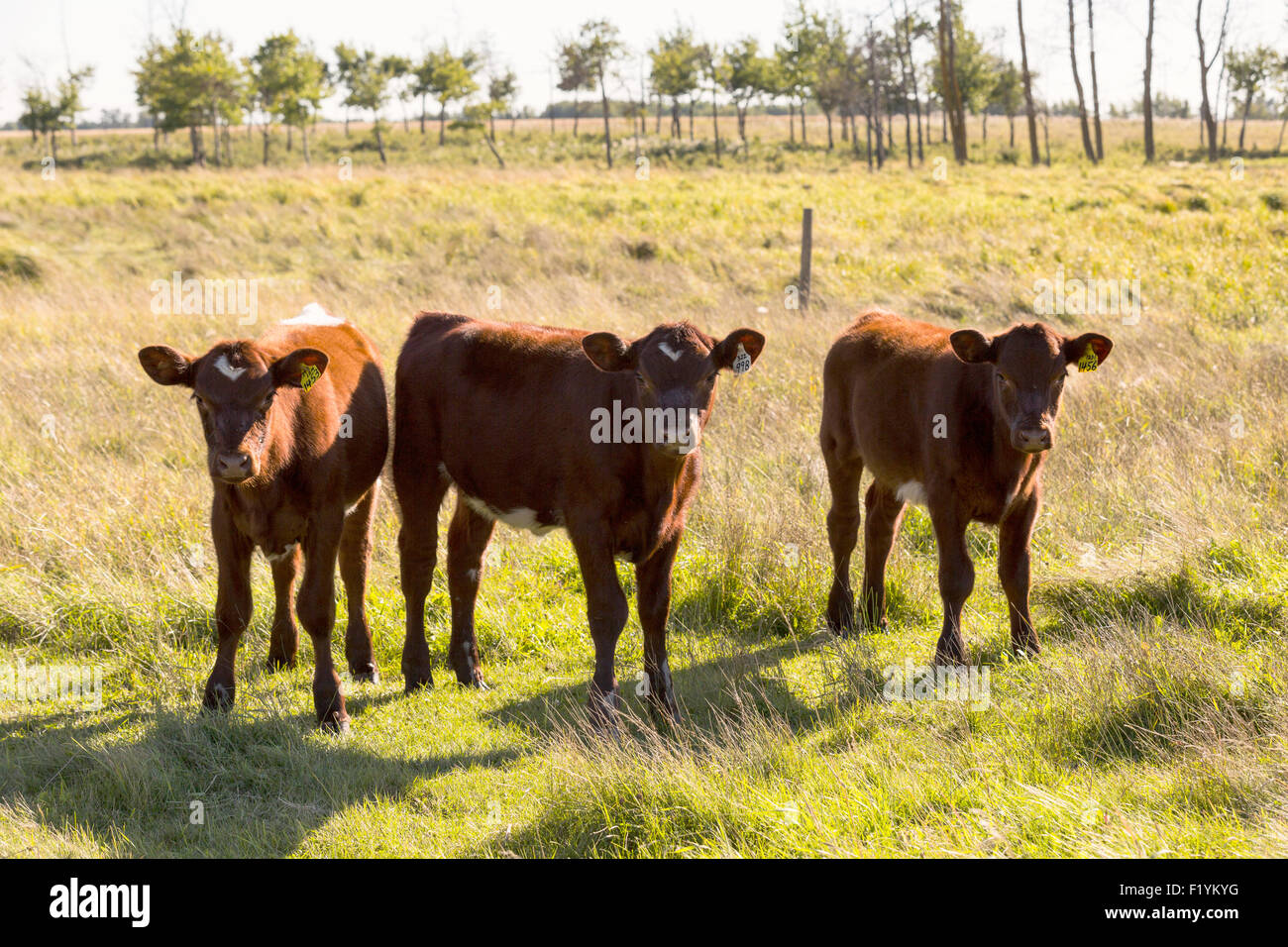 Crossbreed beef cattle hi-res stock photography and images - Alamy