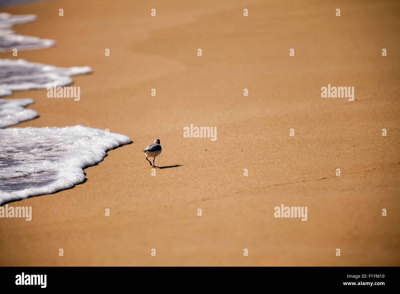 Wildlife in hawaii hi-res stock photography and images - Alamy