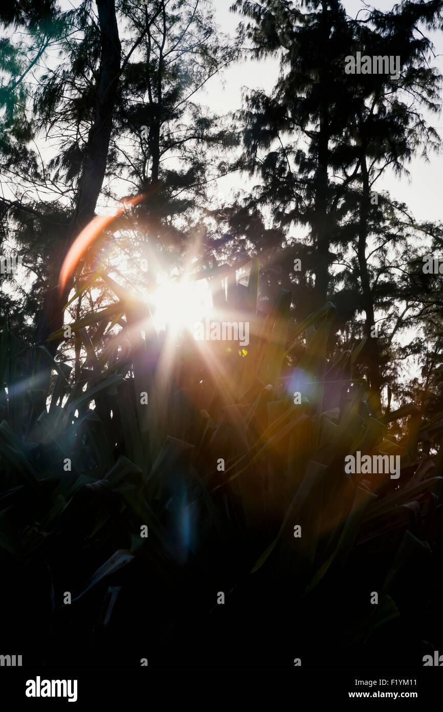 Sunburst lens flare hi-res stock photography and images - Alamy