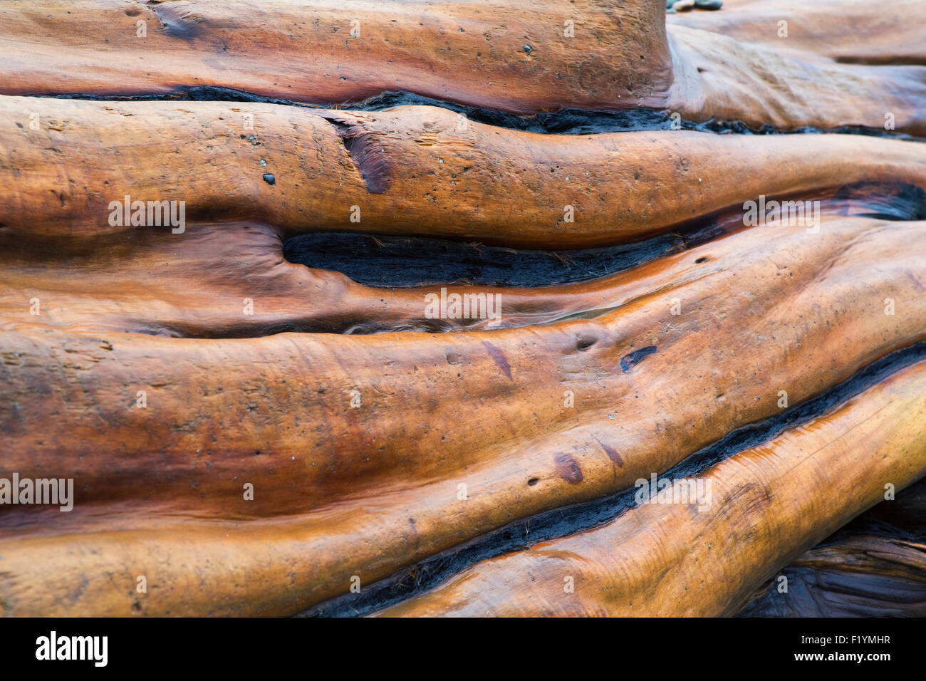 Detail of tree hi-res stock photography and images - Alamy
