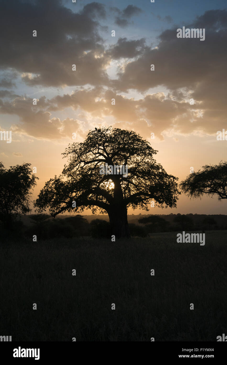 Baobab tree africa hi-res stock photography and images - Alamy