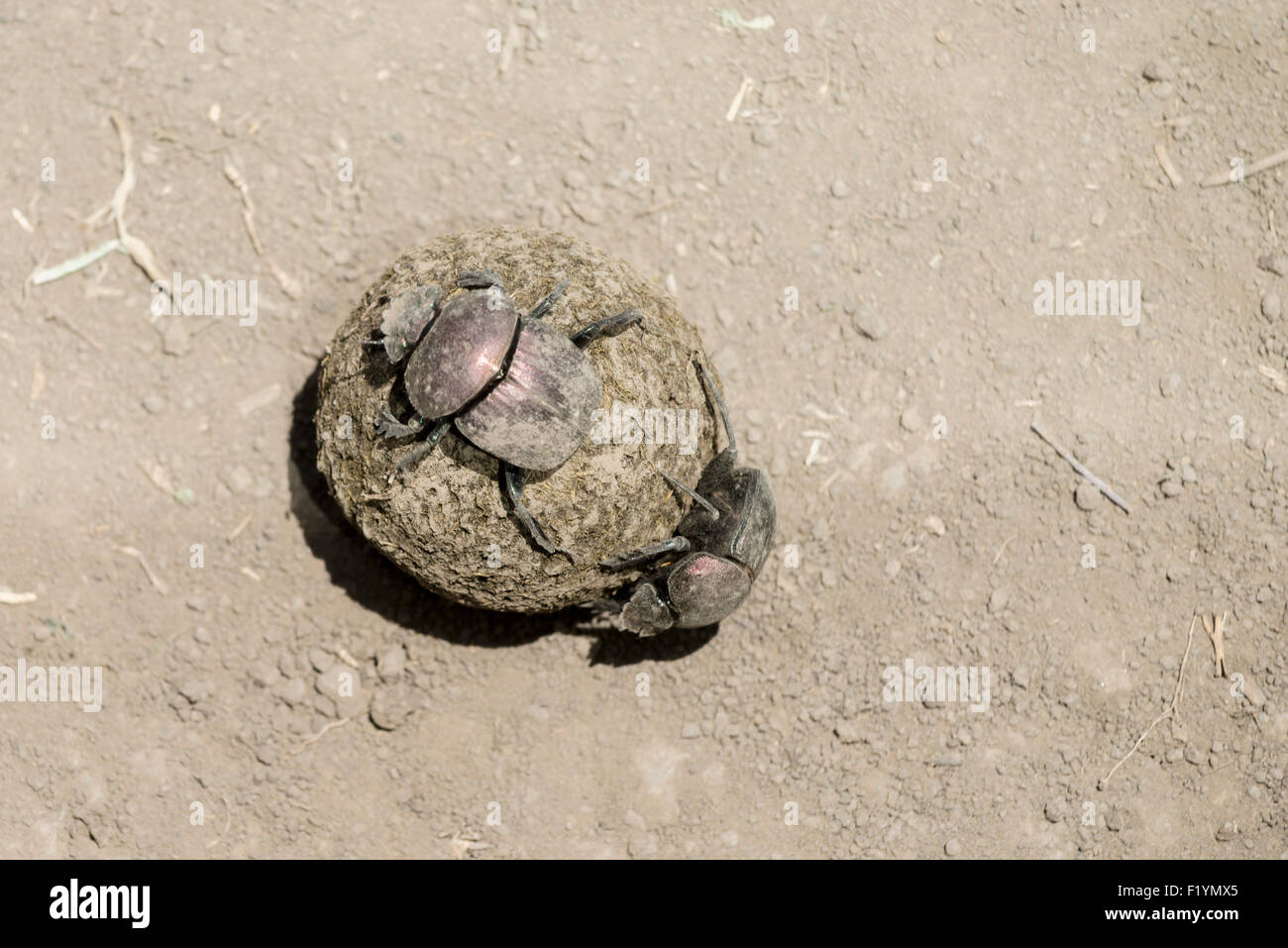 Tanzania overhead animals hi-res stock photography and images - Alamy