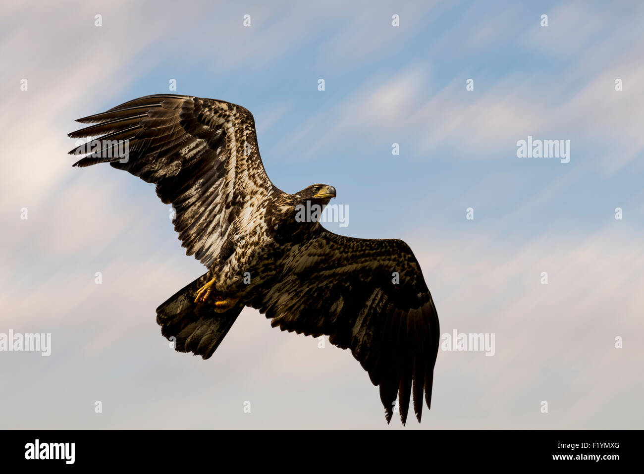 Bald eagle flying from below hi-res stock photography and images - Alamy