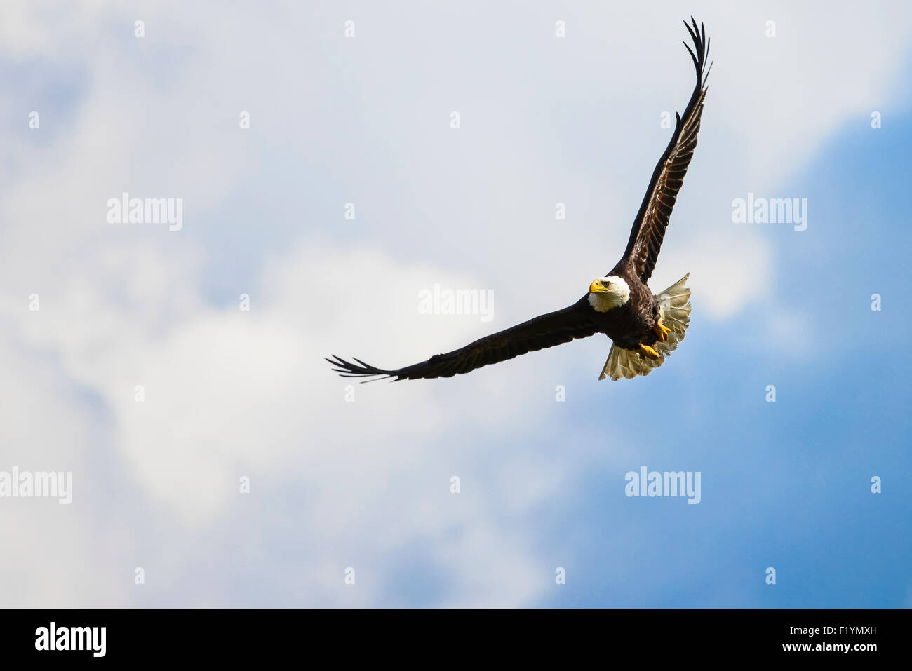 Bald eagle flying in front hi-res stock photography and images - Alamy