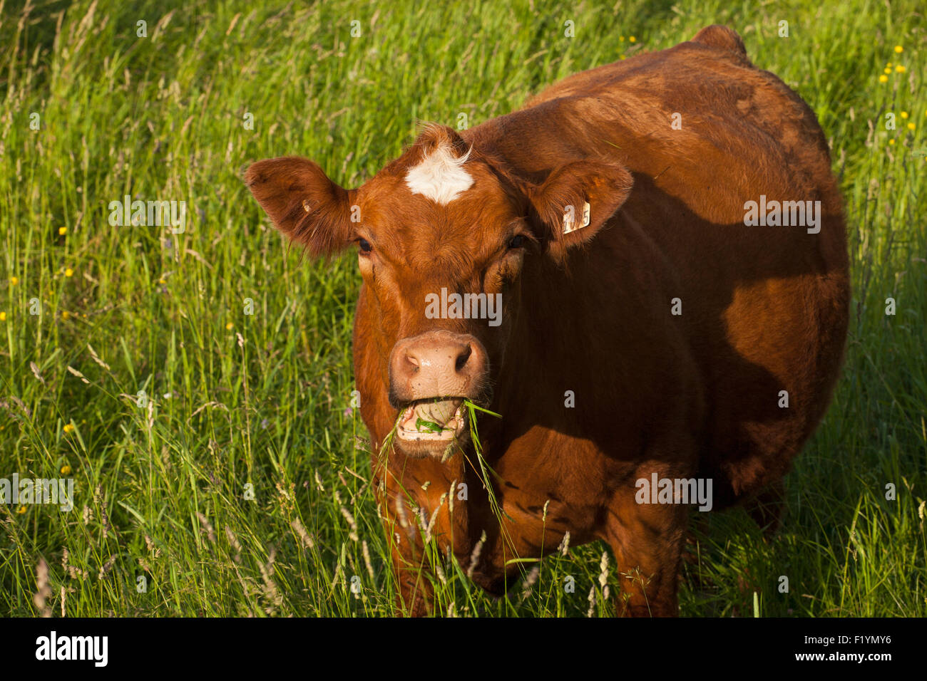 Cow chewing cud hi-res stock photography and images - Alamy