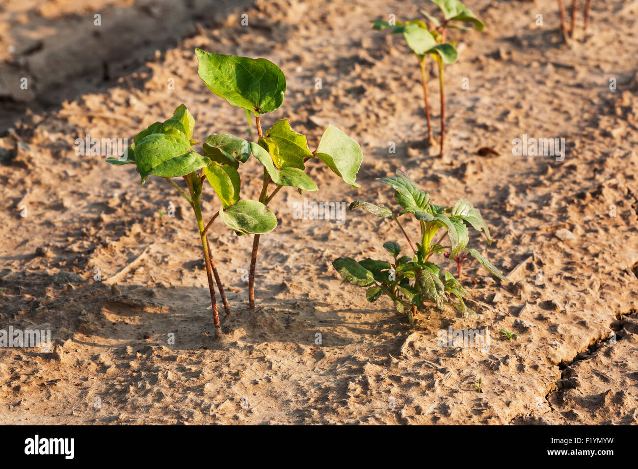 Soil weed hi-res stock photography and images - Alamy