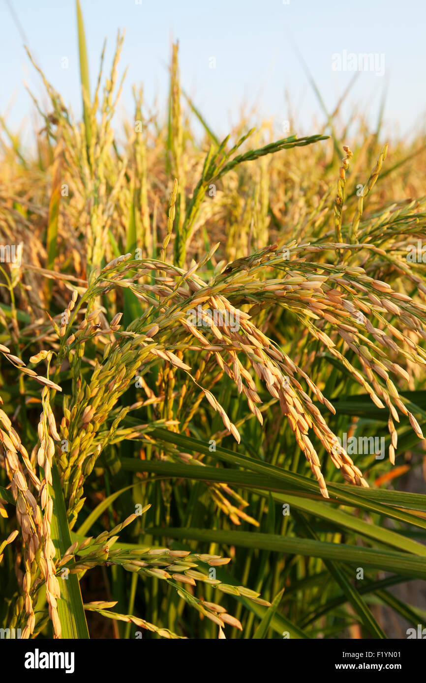 Rice plant england hi-res stock photography and images - Alamy