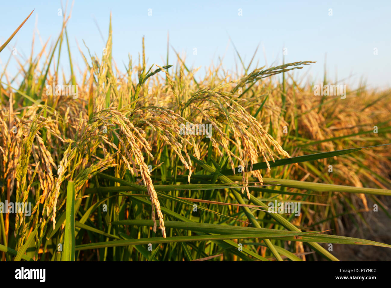 Rice plant growth hi-res stock photography and images - Alamy