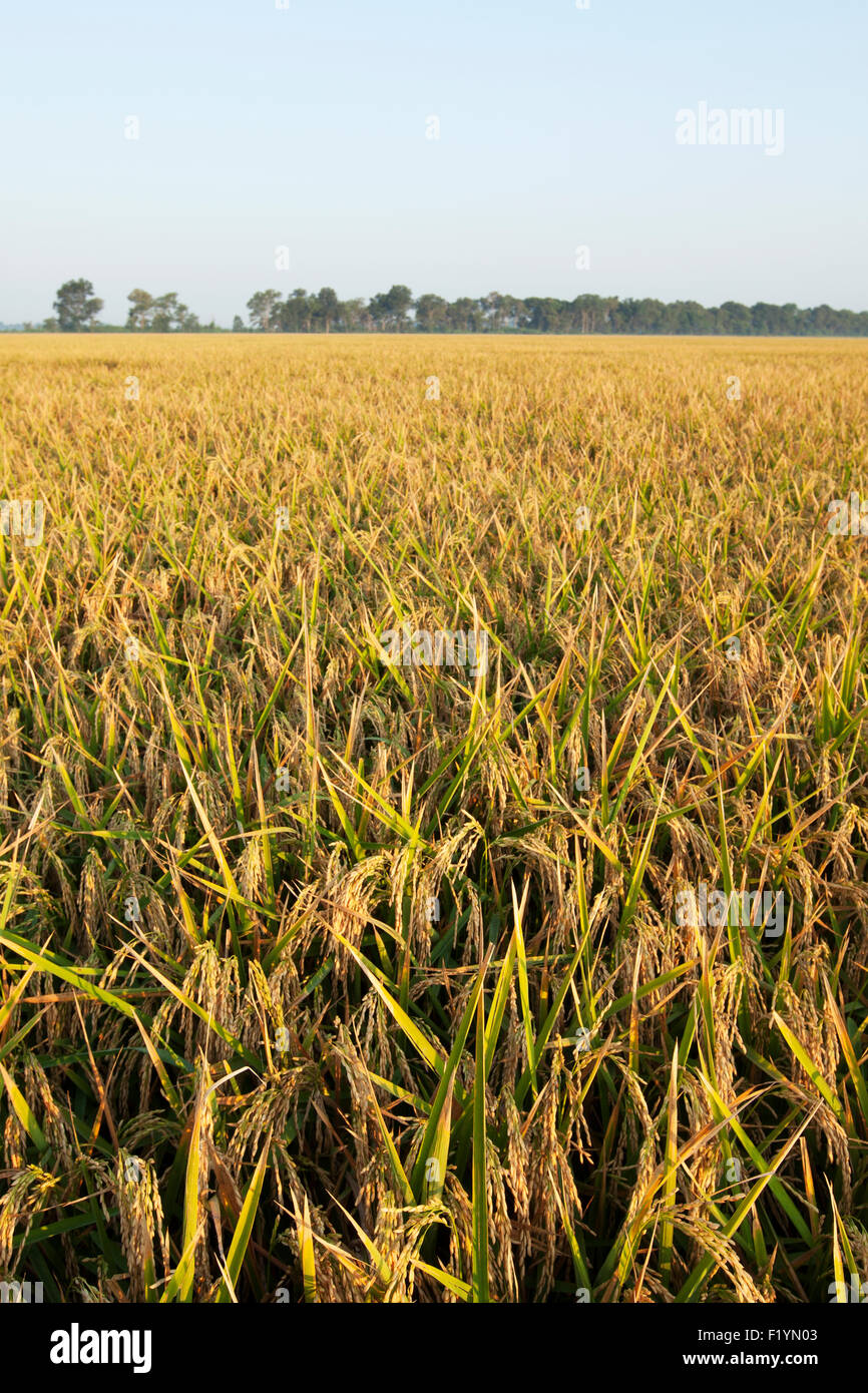 Physical detail hi-res stock photography and images - Alamy