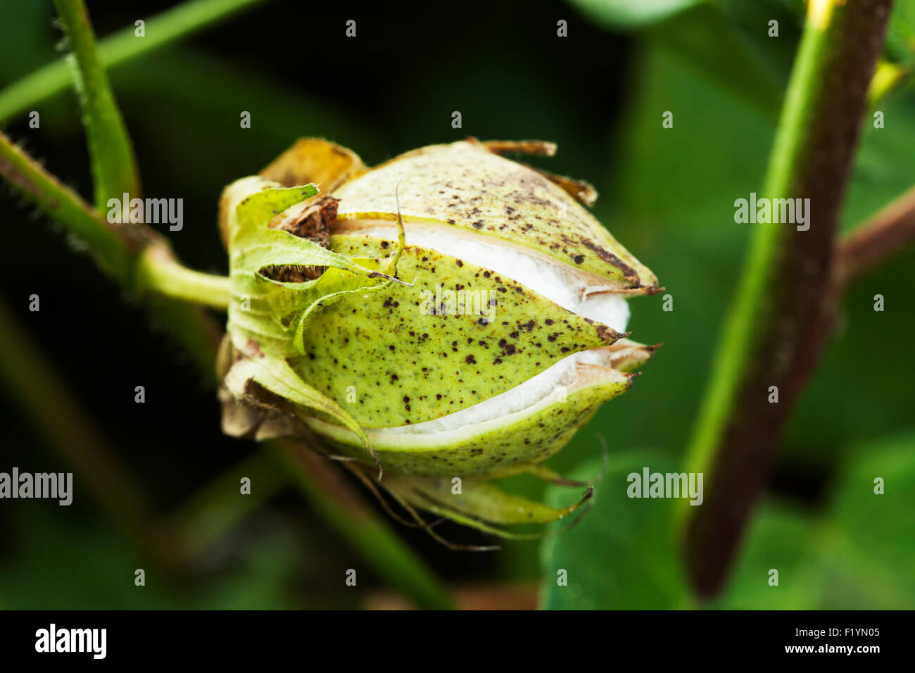 Opening cotton boll hi-res stock photography and images - Alamy