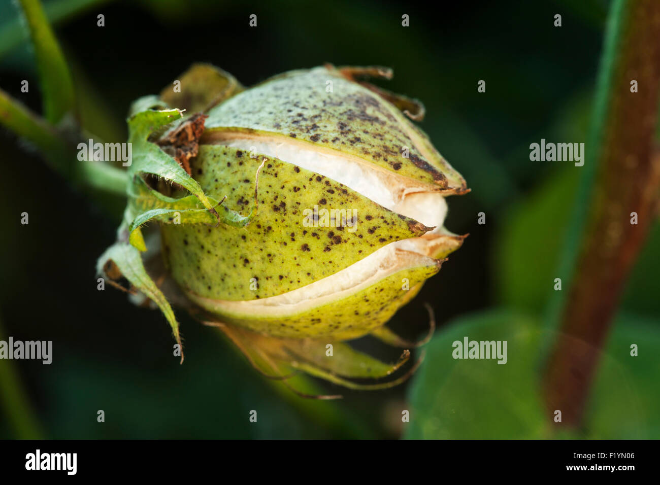 Cotton boll stem gossypium hi-res stock photography and images - Alamy