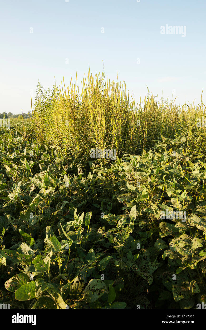 Careless weed hi-res stock photography and images - Alamy