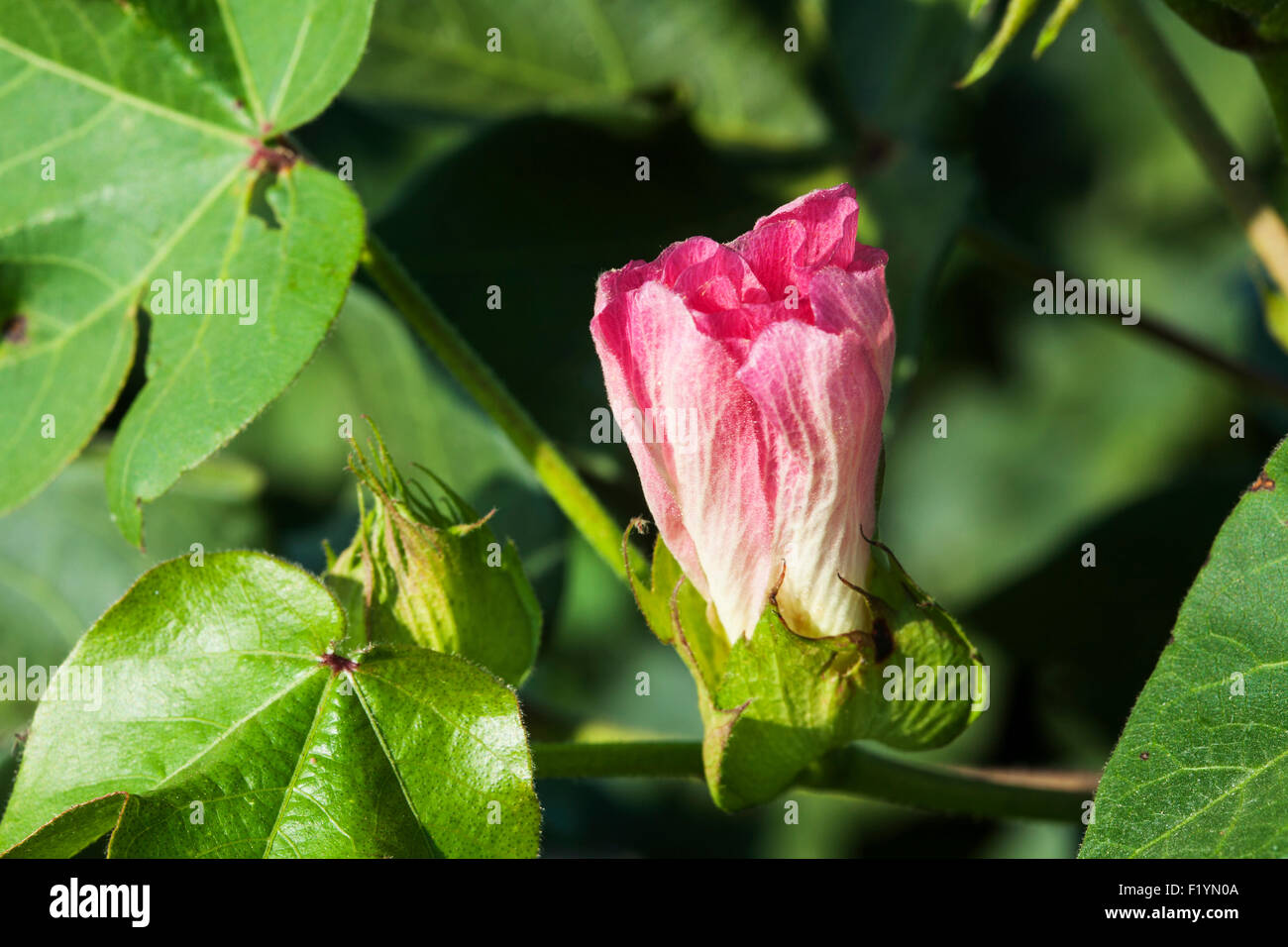 Gossypium hirsutum flower hi-res stock photography and images - Alamy