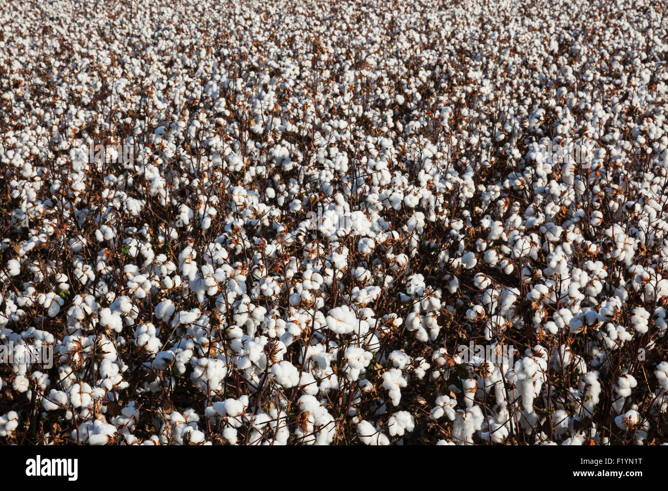 Cotton growth stage hi-res stock photography and images - Alamy