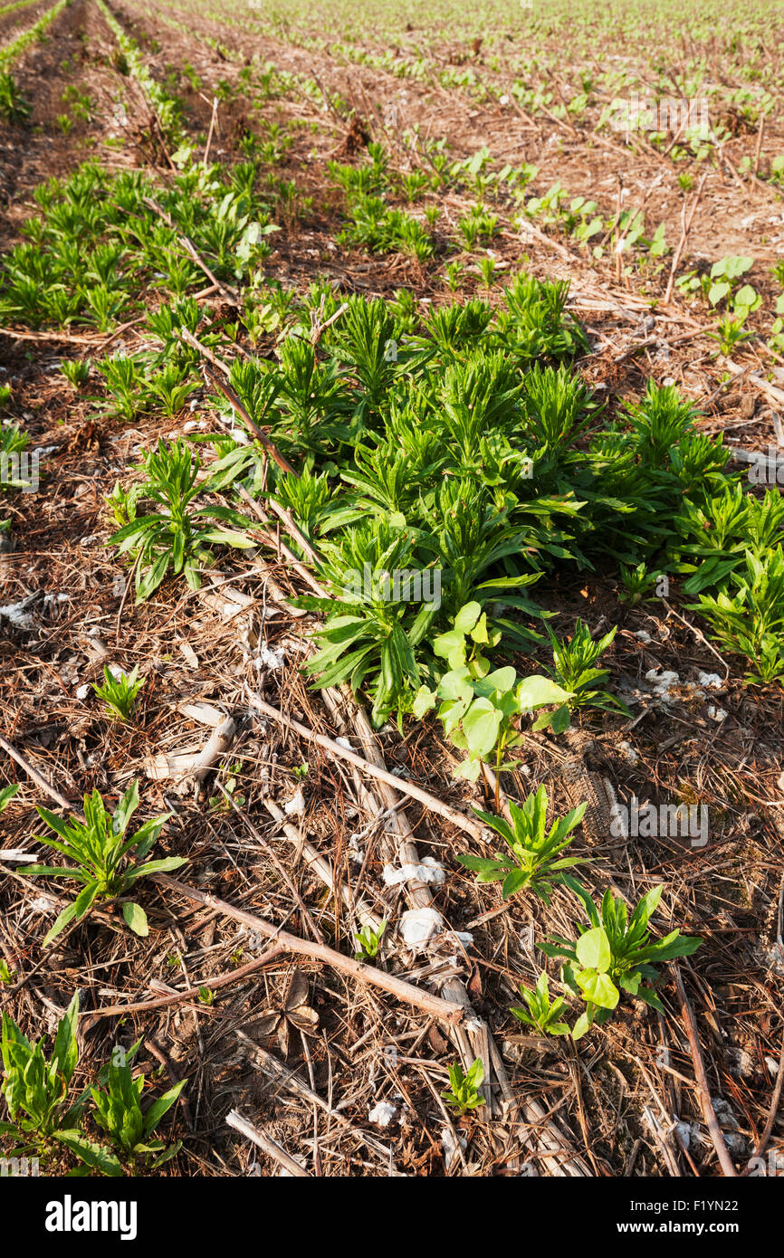 North american weed hi-res stock photography and images - Alamy