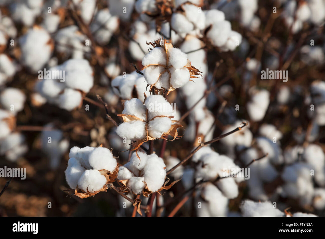 Arizona cotton harvest hi-res stock photography and images - Alamy