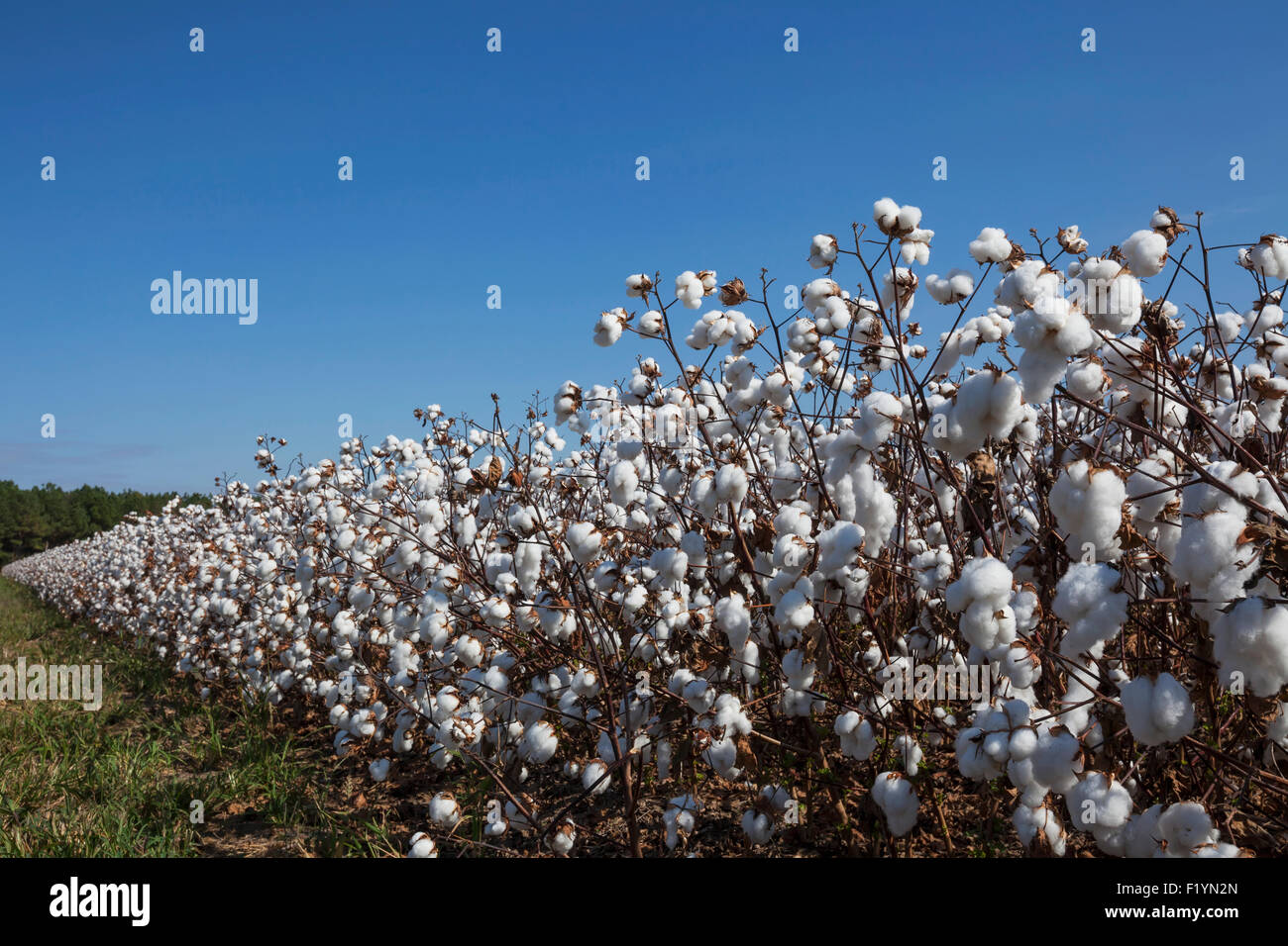 Roundup crop hi-res stock photography and images - Alamy