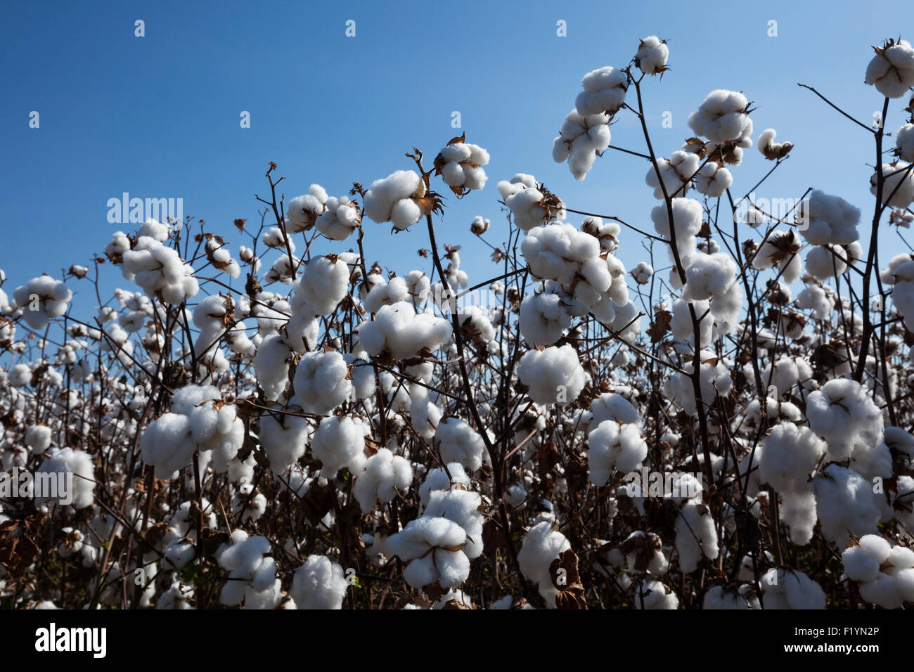 Open cotton at the harvest stage hi-res stock photography and images ...