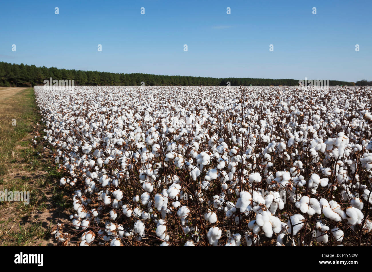 Cotton crop hi-res stock photography and images - Alamy