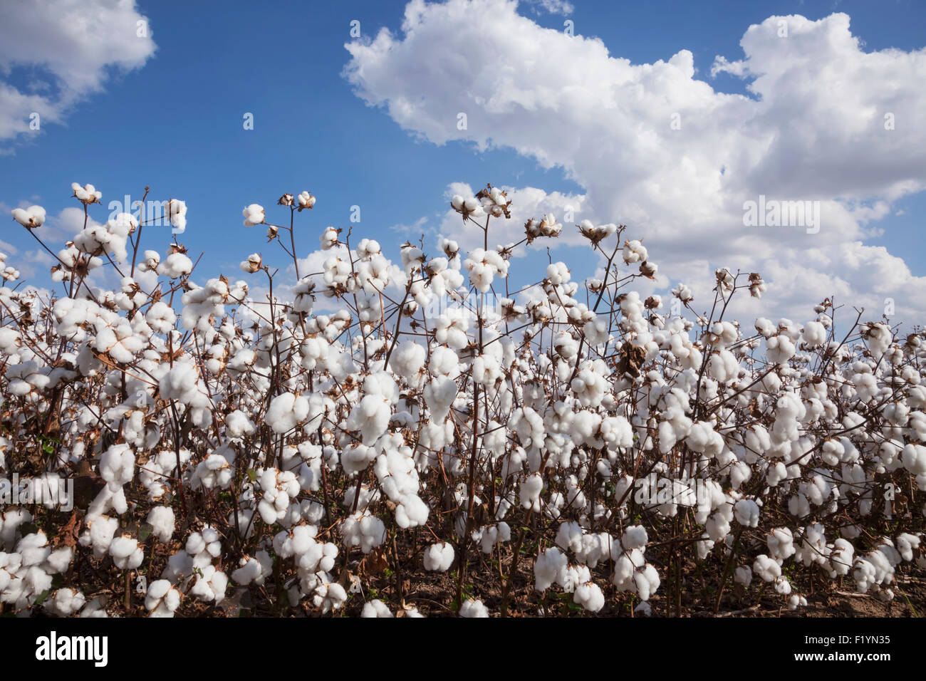 Open cotton at the harvest stage hi-res stock photography and images ...
