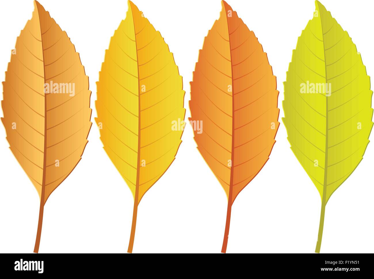 Autumn leaf set on a white background Stock Vector Image & Art - Alamy