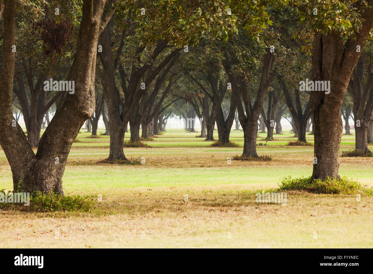 Pecan nut tree hi-res stock photography and images - Alamy