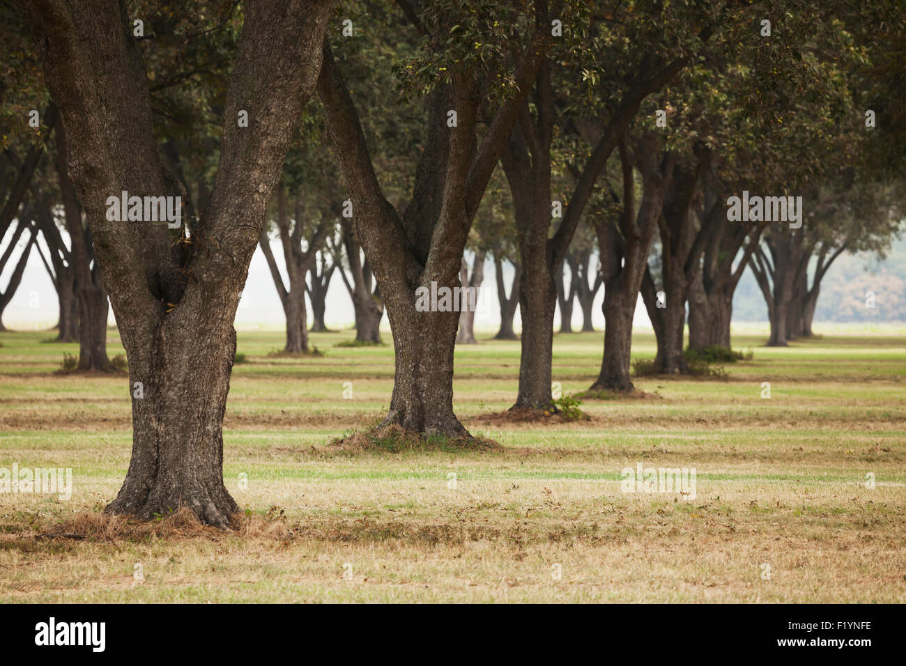 Pecan tree america hi-res stock photography and images - Alamy