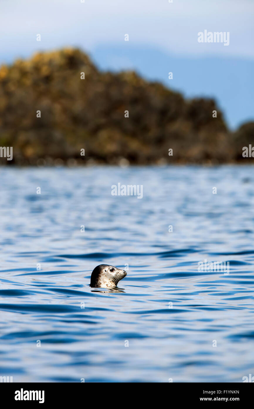 Sankin hi-res stock photography and images - Alamy