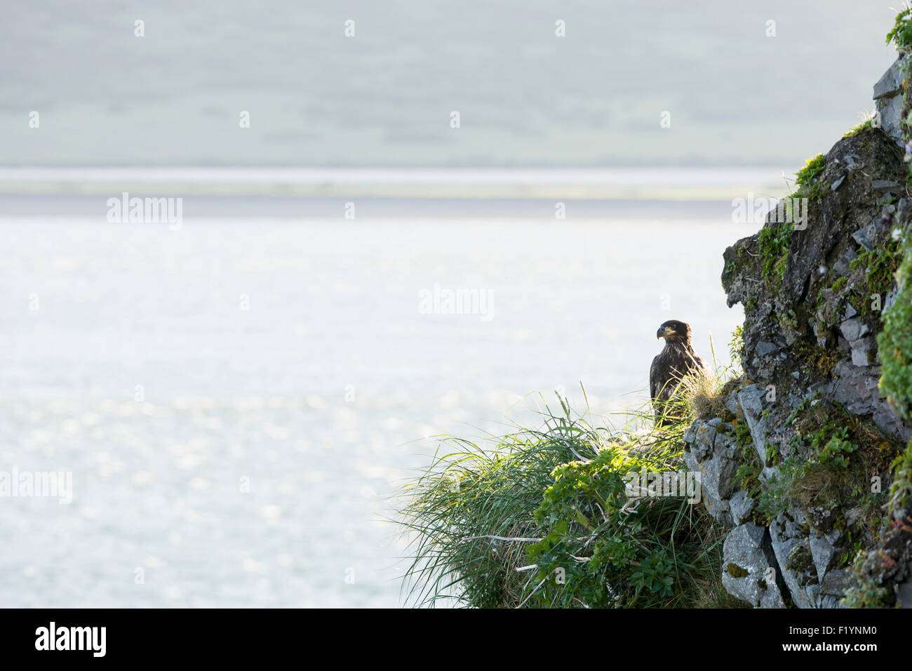 Falcon rock hi-res stock photography and images - Alamy