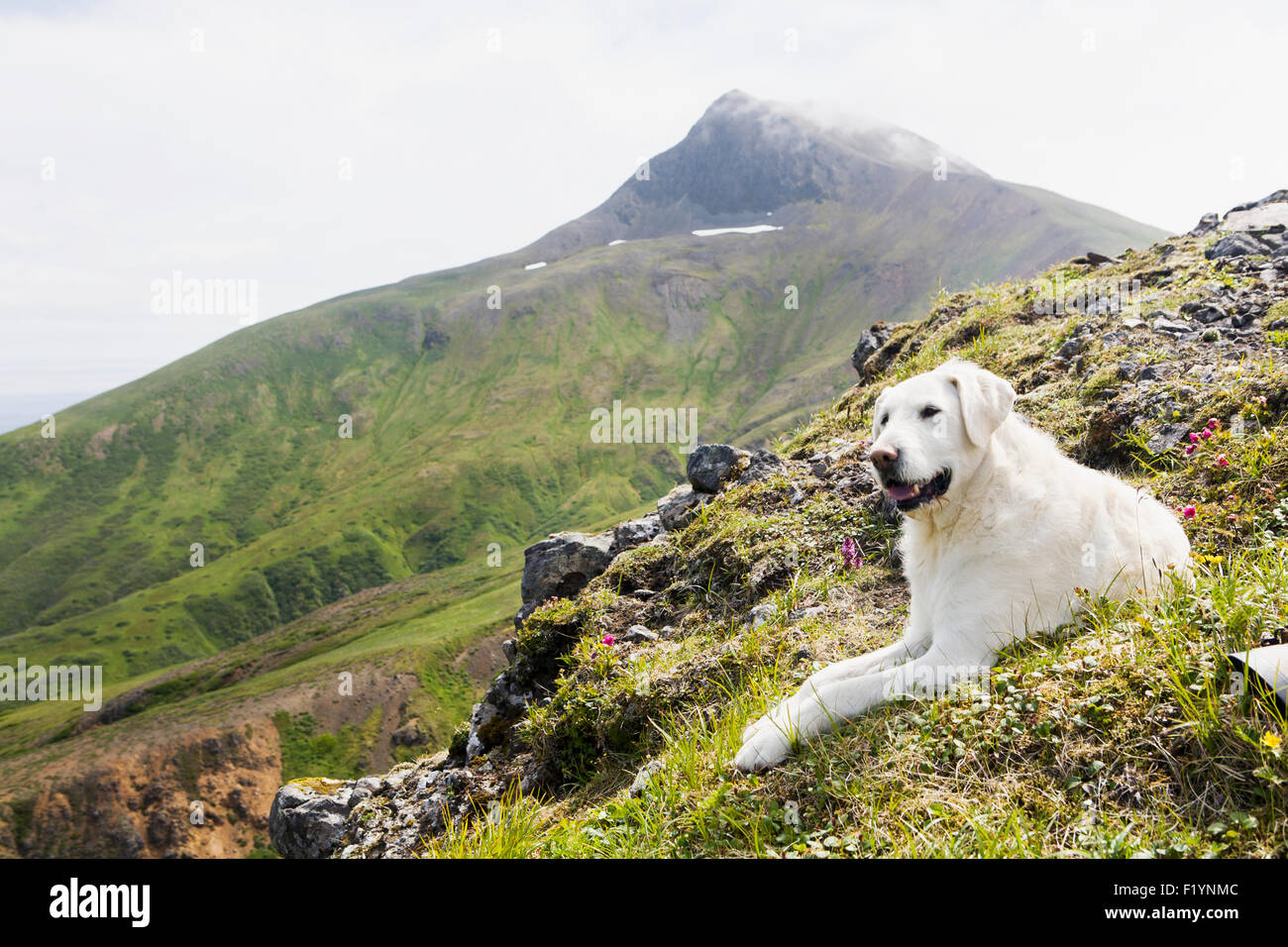 Dog lying down watching hi-res stock photography and images - Alamy