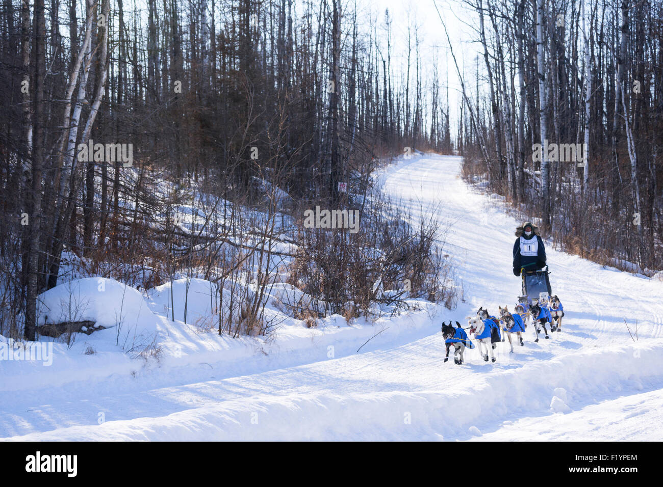 Dog sledding dog hi-res stock photography and images - Alamy