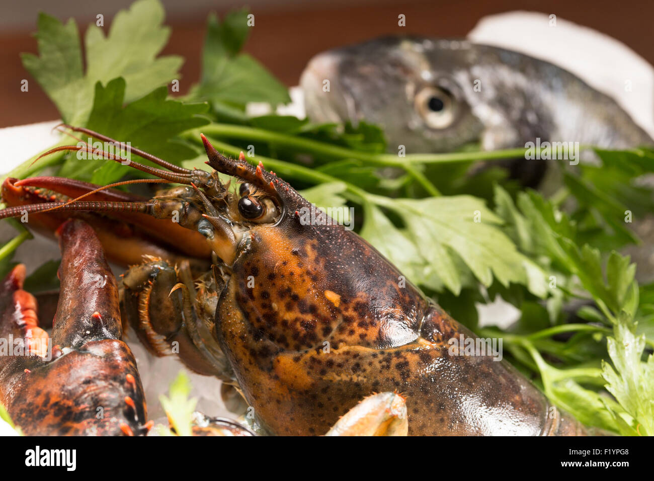 Variety of fish hi-res stock photography and images - Alamy