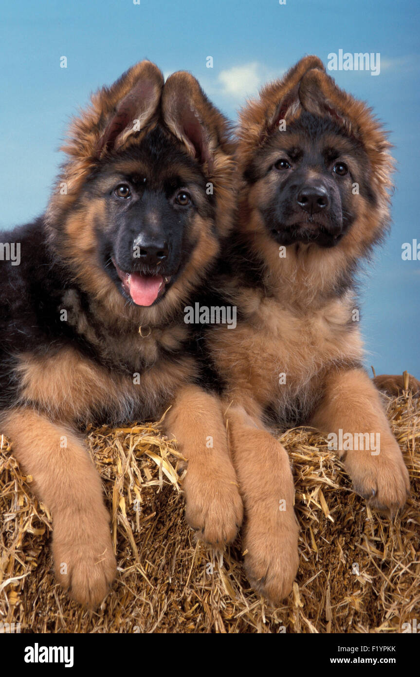 Two German Shepherd Dog Puppies High Resolution Stock Photography and ...