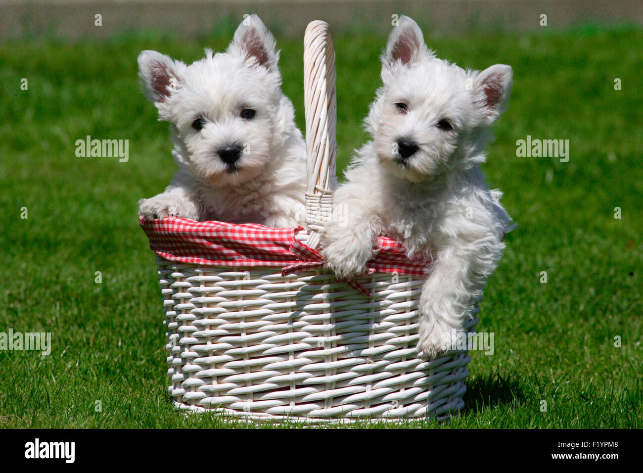 Westie hi-res stock photography and images - Alamy